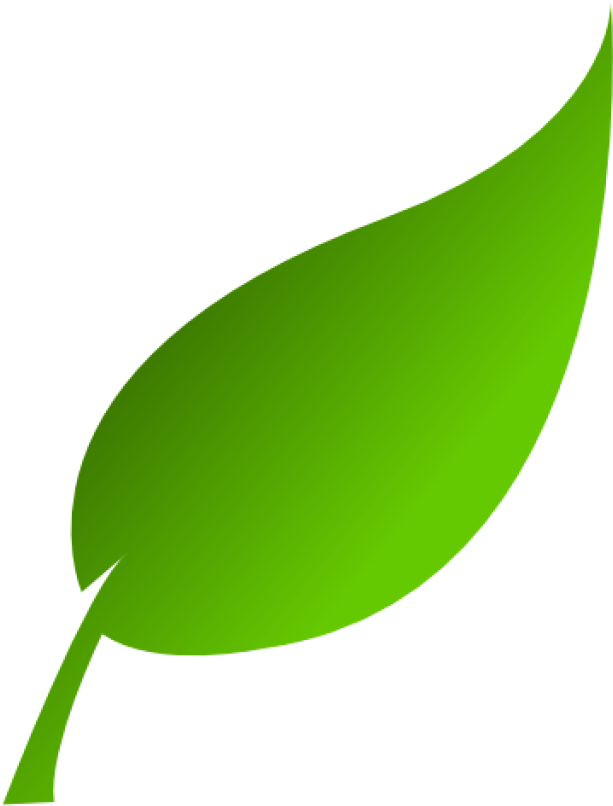 Single Green Leaf