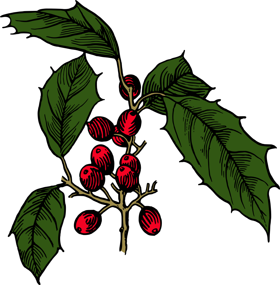 Holly Shrub Branch Evergreen Tree - Holly Clipart - Full Size Clipart ...