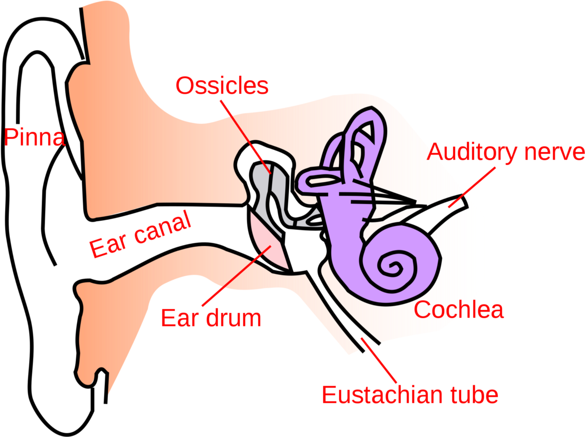 Ear Anatomy Text Small En - Simple Anatomy Of Ear Clipart - Full Size ...