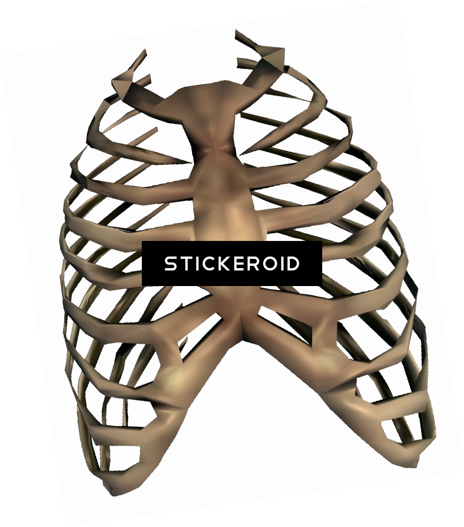 Bones - Rib Cage Transparent Clipart - Full Size Clipart (#1019540 ...