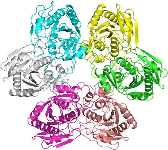 Protein Digestion Bacteria Cartoon - E. Coli Clipart - Full Size ...