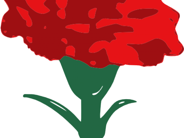 Red Carnation Drawing Clipart - Full Size Clipart (#1048742) - PinClipart