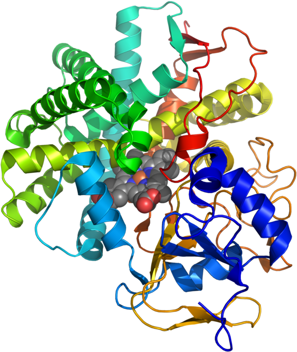 From Wikipedia, The Free Encyclopedia - Calmodulin Clipart - Full Size ...