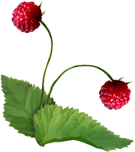 Download На Января 17, - Raspberry Plant Png Clipart (#1118095 ...