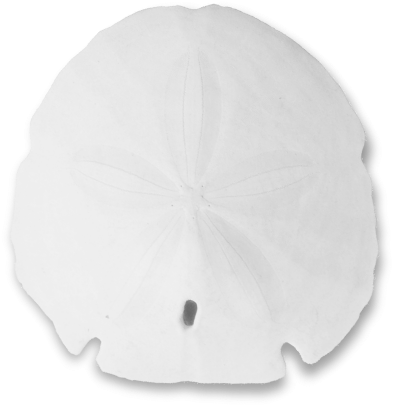 Sand Dollar Png - Seashell Clipart - Full Size Clipart (#1197436 ...
