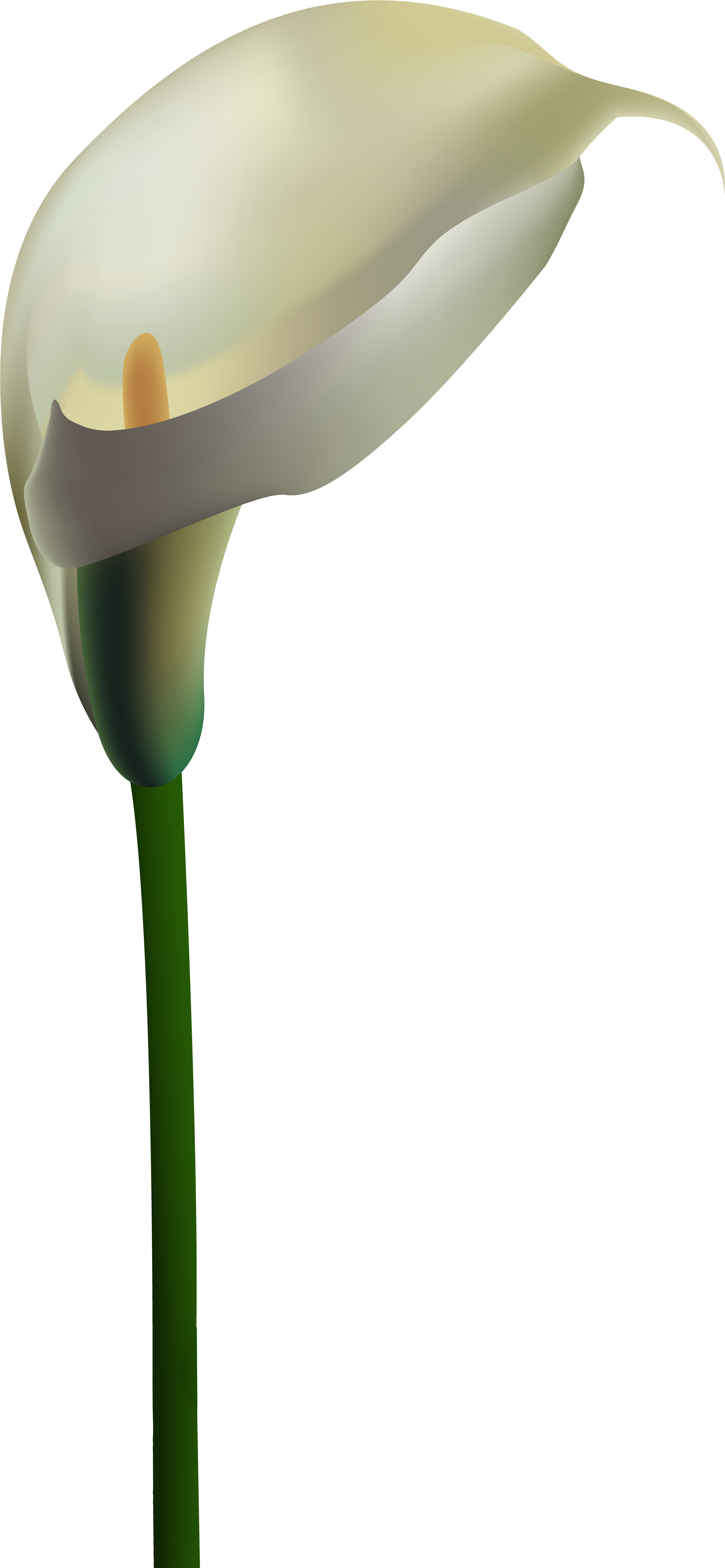 White Calla Lily Png Clipart - Full Size Clipart (#122818) - PinClipart