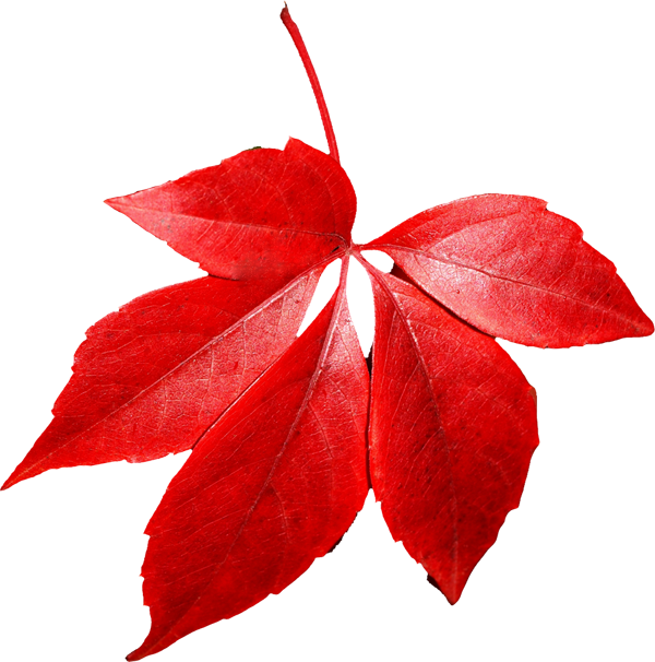 Maple Red Leaf Clip Art - Red Leaves Transparent Background - Png ...