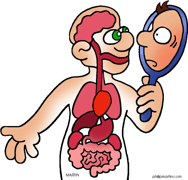 Of Human Body Clip Art Or Clipart Panda - Clipart Anatomy - Png ...