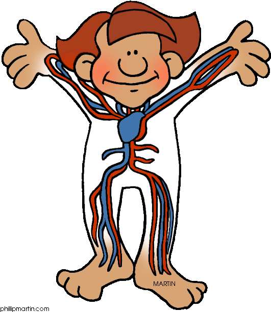 Download Free Human Body Clip Art By Phillip Martin, Circulatory ...