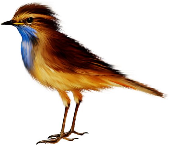 Oiseaux,birds Birds, Autumn, Photoshop, Clip Art, Fall - Real Bird Png ...