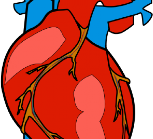 Organs Clipart Biological Heart - Human Body Heart Clipart - Png ...
