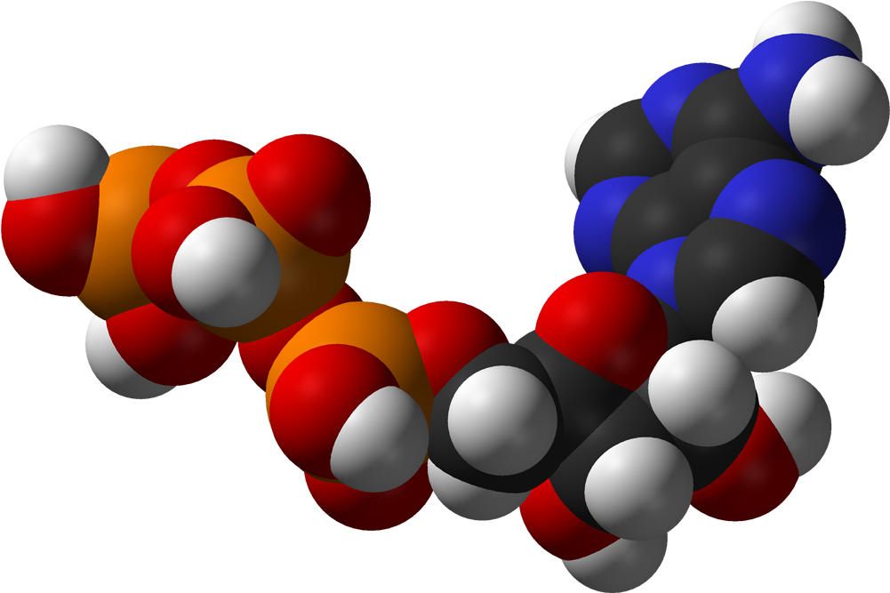Energy In An Atp Molecule - Atp Molecule Png Clipart - Full Size ...