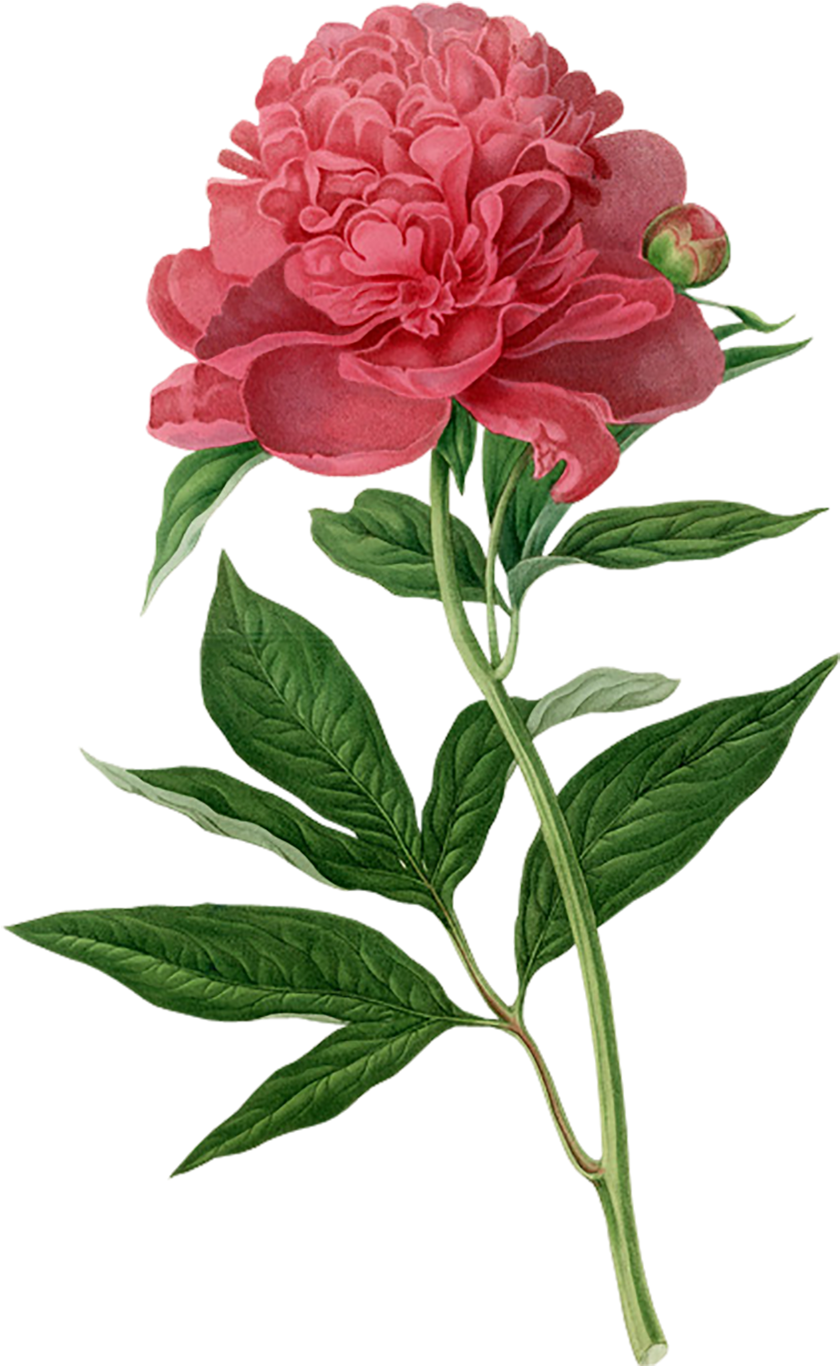 Download Peony Botanical Illustration Botany Printmaking Printing ...
