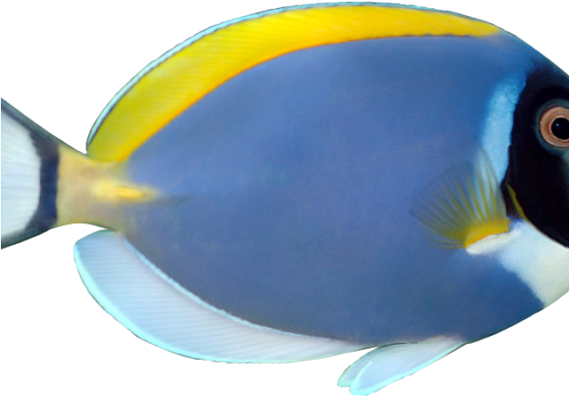 Marine Fish Clipart Pet Fish - Powder Blue Tang - Png Download - Full ...
