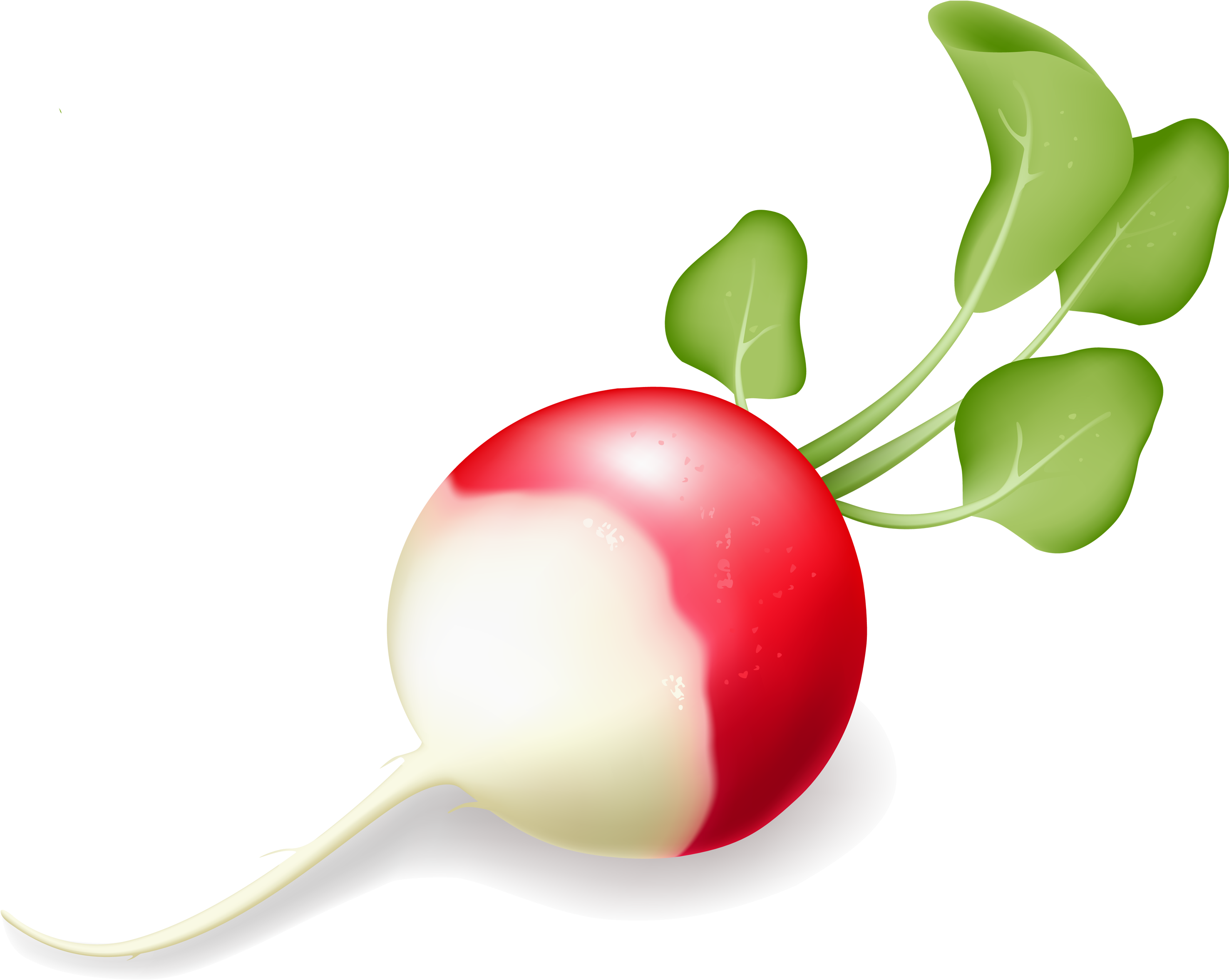 Radish Png Clipart - Full Size Clipart (#1430880) - PinClipart