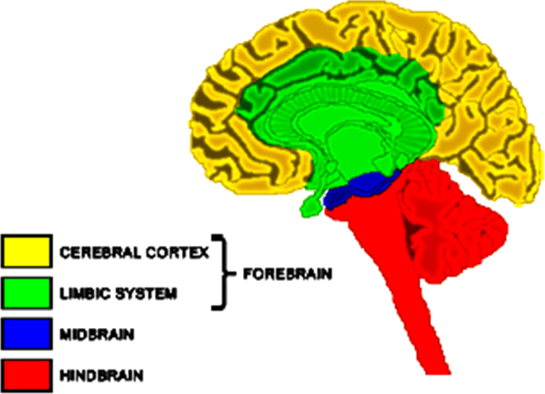 Image Of Forebrain - Limbic System Clipart - Full Size Clipart ...