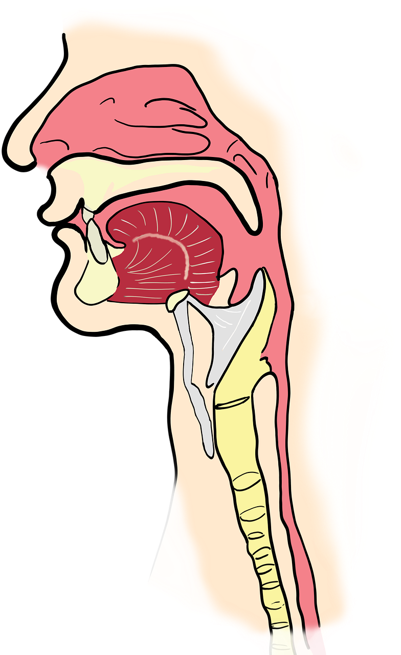 Modelo De Faringe Rotulado Cuál Es La Diferencia Entre Laringitis Y