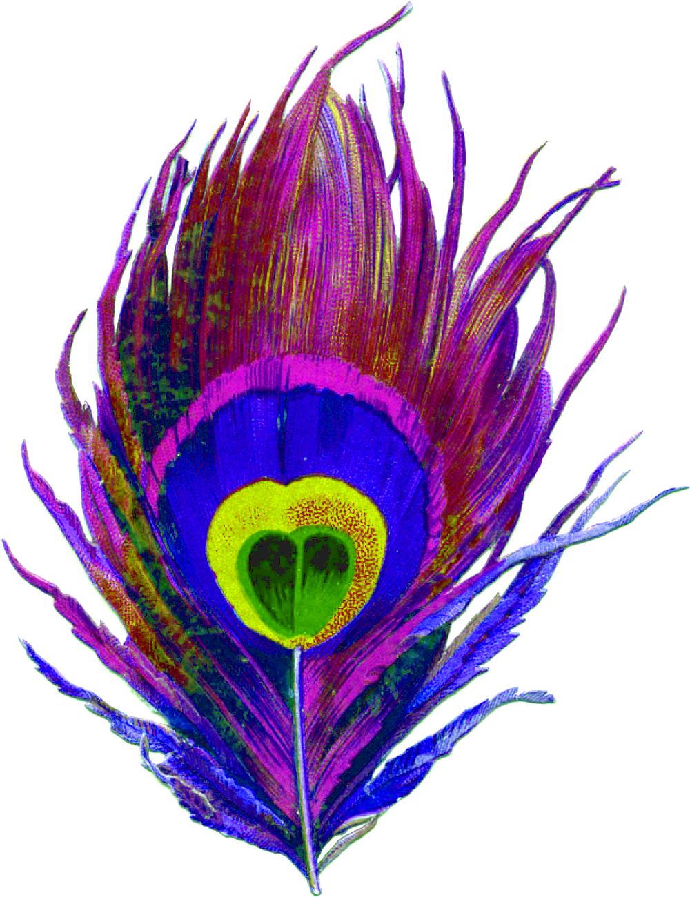 Png Image Information - 3drose Db_37447_1 Large Colorful Peacock ...