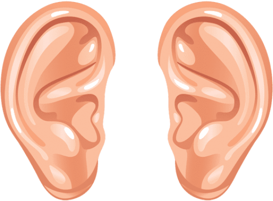 Download Ear Png Transparent Images - Human Ear Ears Clipart (#153826 ...