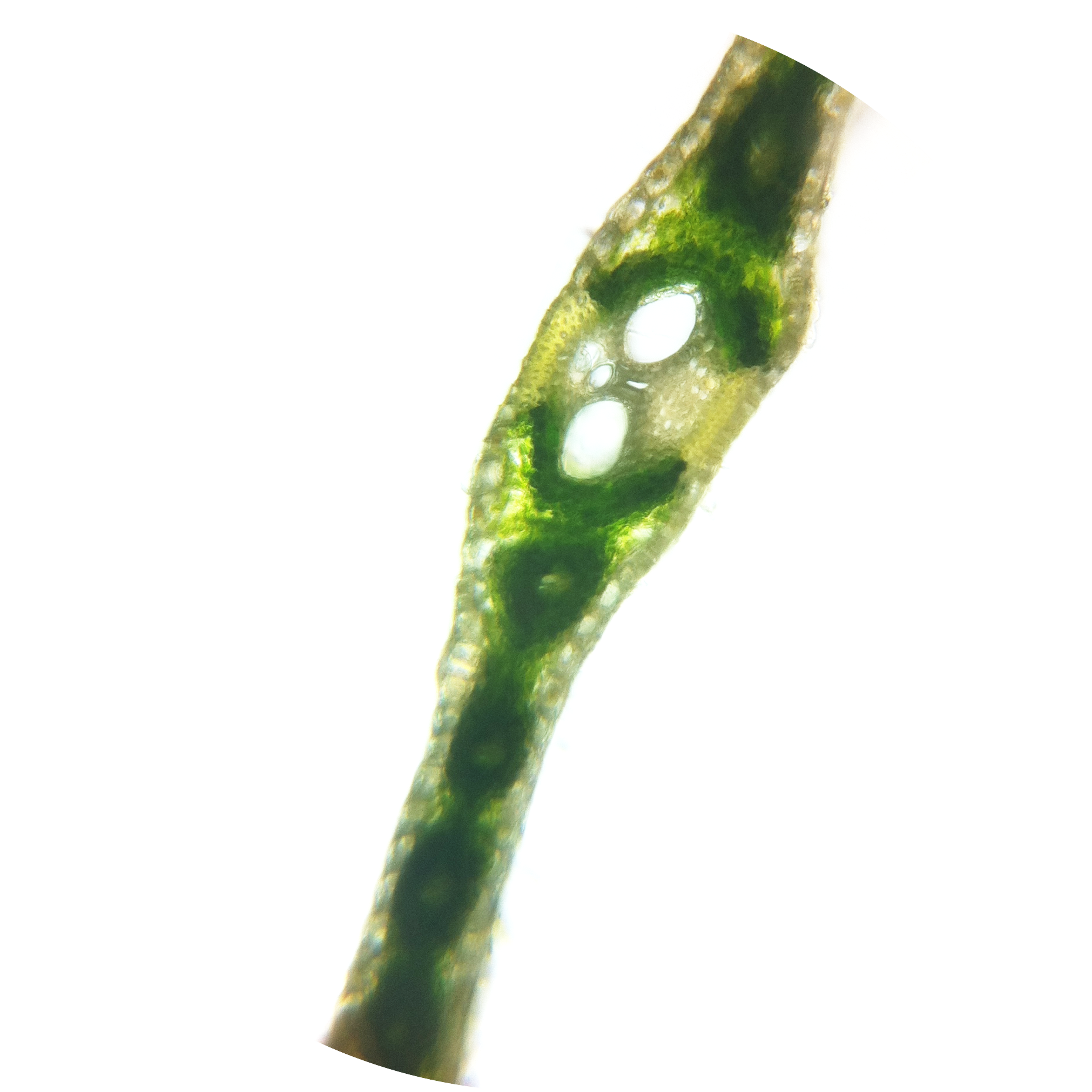 Thumbnail Clipart - Full Size Clipart (#1510267) - PinClipart