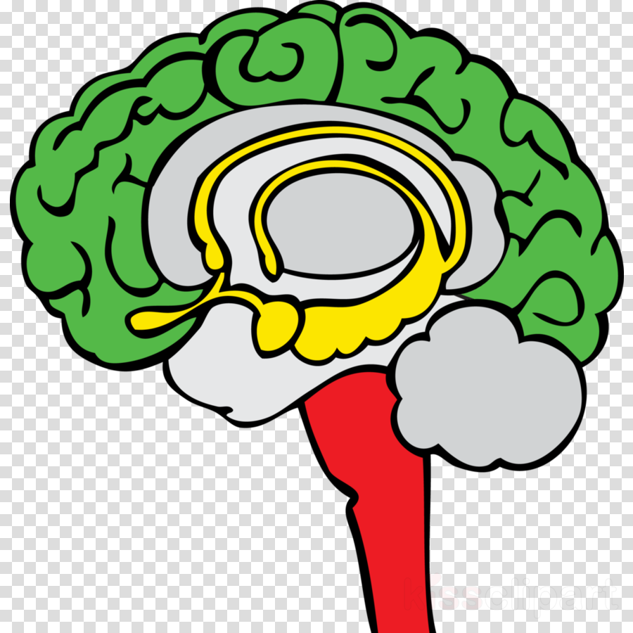 Transparent Limbic System Clipart Brain Limbic System - Limbic System ...