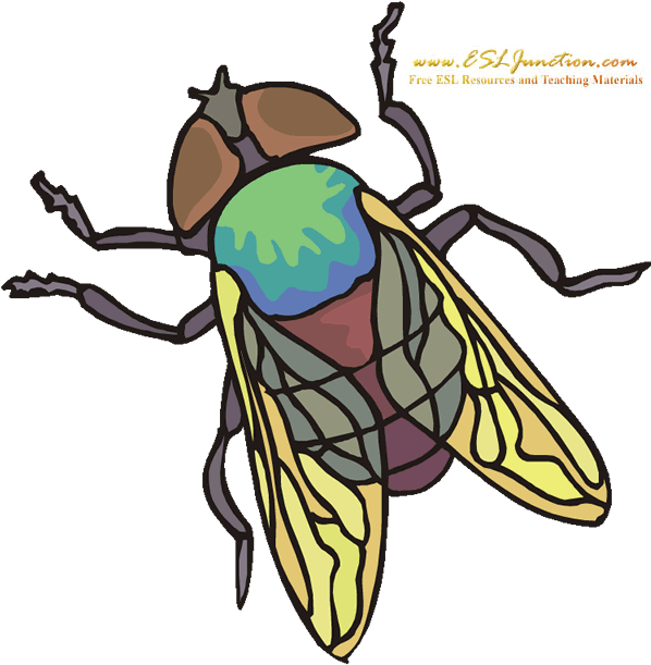 Bugs And Insects Esl Junction Fly - Net-winged Insects Clipart - Full ...