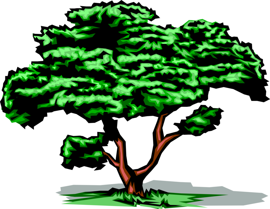 Download Vector Illustration Of Mature Deciduous Tree With Green - Clip ...