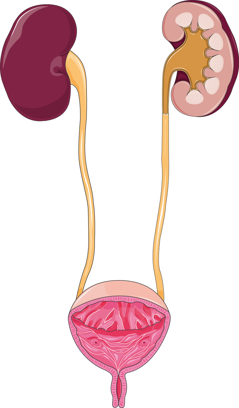 Download Urinary Tract - Urinary System Png Clipart (#1552469) - PinClipart