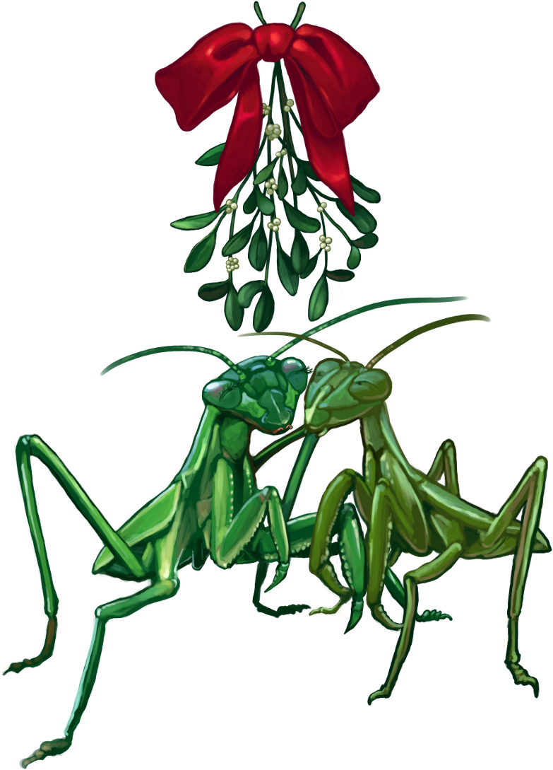 2013 Christmascard Mantis1scaled 2013 Christmascard Mistletoe Clipart 2013-christmascard-mantis1scaled-2013-christmascard-mistletoe-clipart
