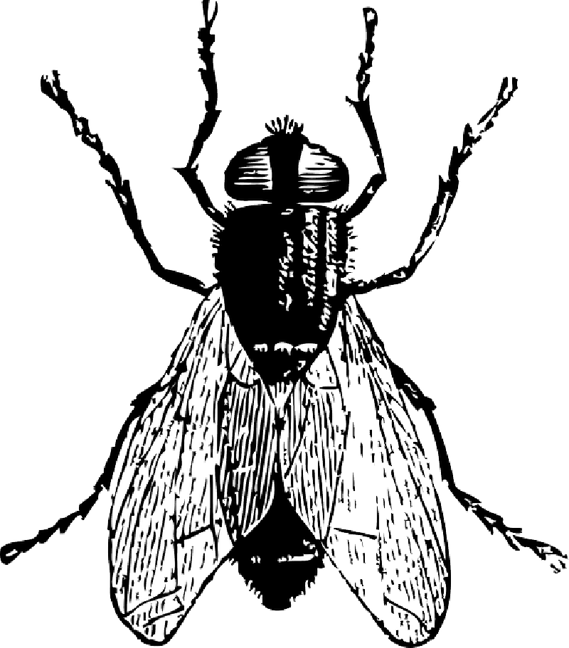 Ghostface Drawing Bug Graphic Royalty Free - Flies Black And White ...