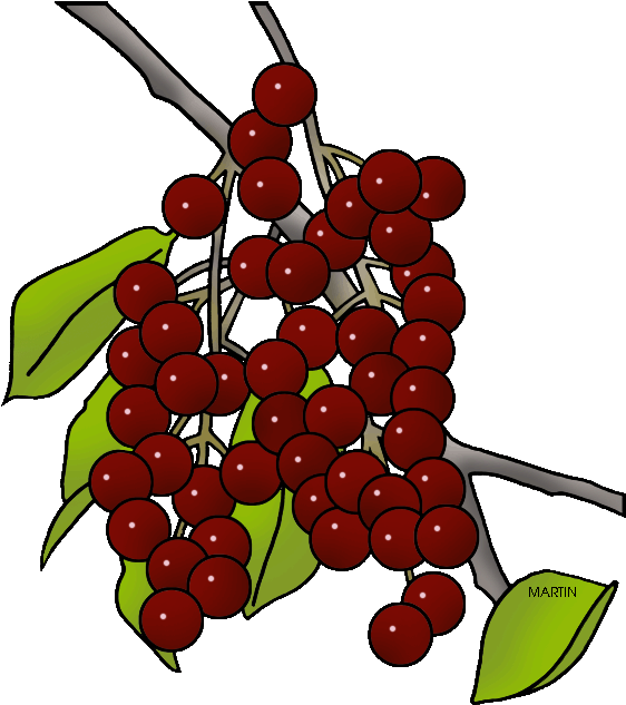 Chokecherry Clipart - Png Download - Full Size Clipart (#1594460 ...