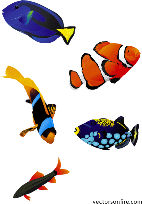 Download Clip Art Transparent Download Free Colorful Fish Psd - Coral ...