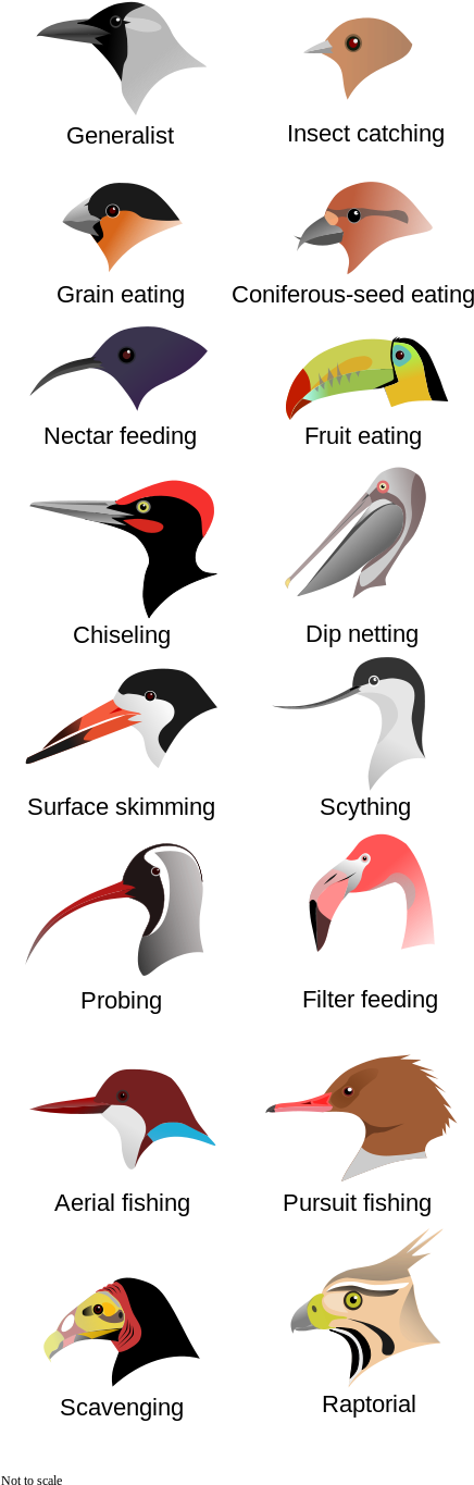 Bird Beaks Evolved For Different Purposes - Types Of Bird Beaks Clipart ...