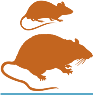 Got Rat? Throw Blanket Clipart - Full Size Clipart (#1616227) - PinClipart