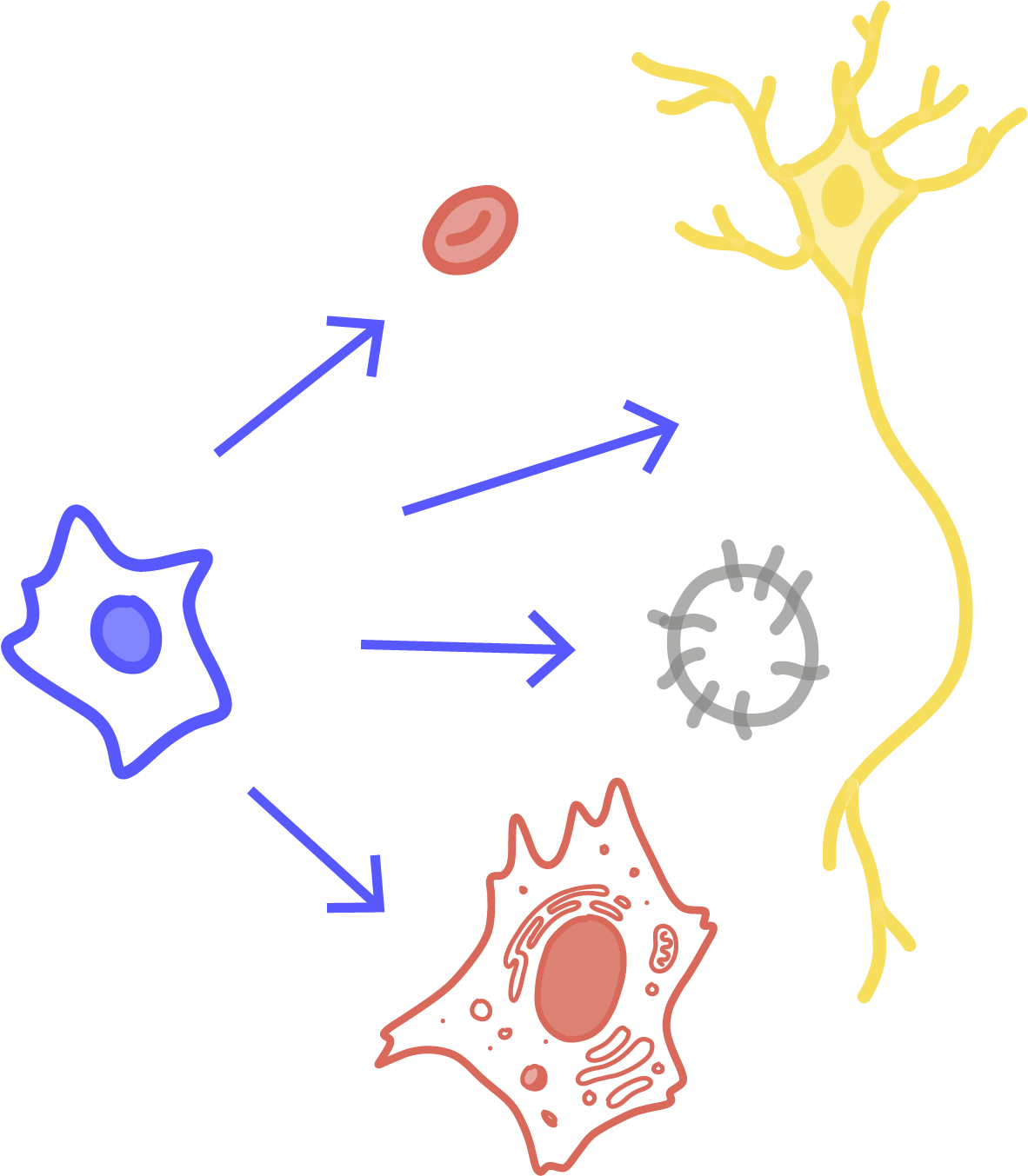 Stem Cells Clipart - Full Size Clipart (#1624978) - PinClipart