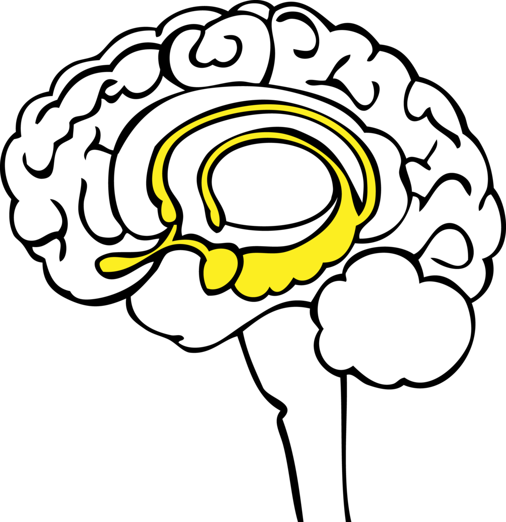 Yellow Brain - Limbic System Transparent Clipart - Full Size Clipart ...