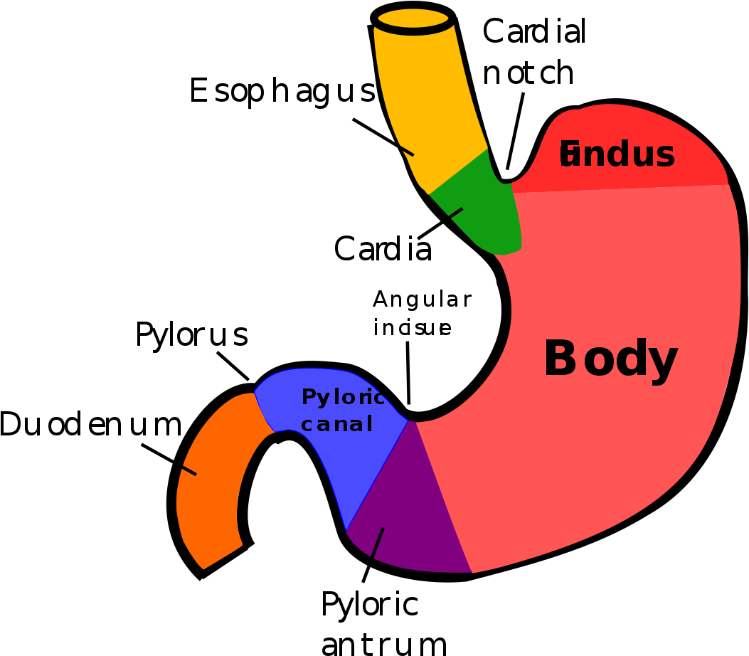 Picture - Cardia Stomach Clipart - Full Size Clipart (#1644740 ...