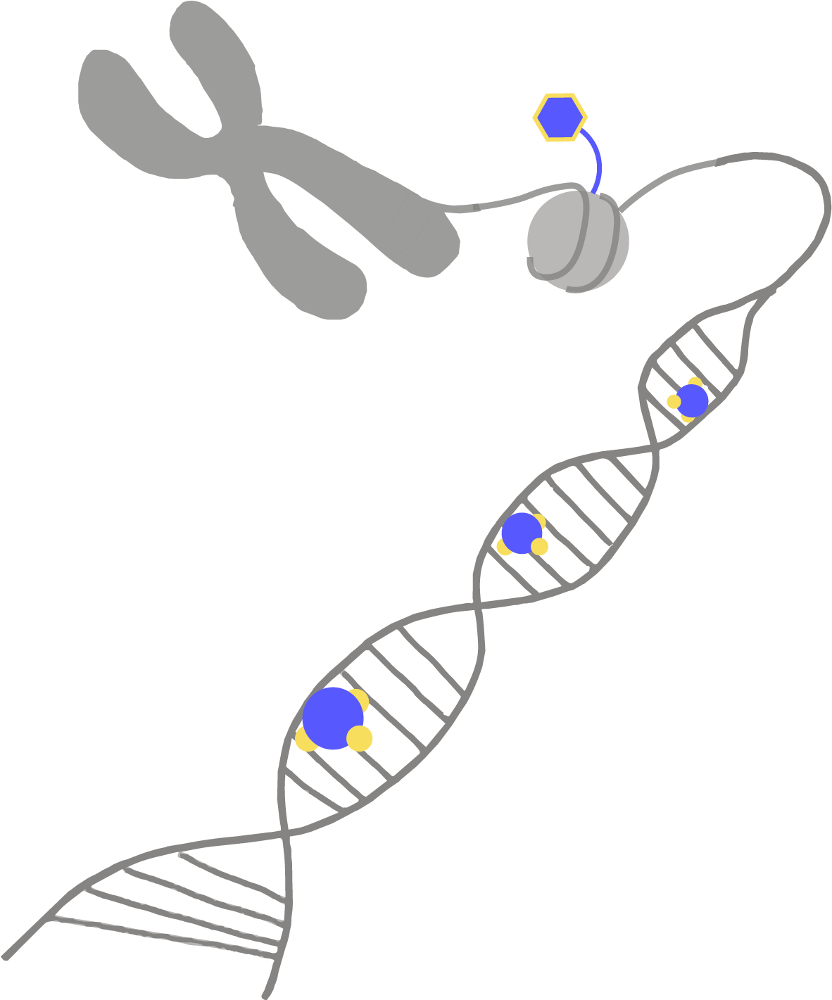 Epigenetic Clipart - Full Size Clipart (#1656453) - PinClipart