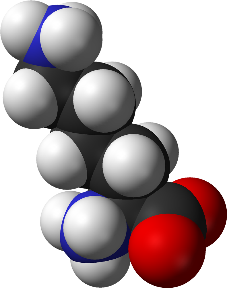 Download L Lysine Monocation From Hydrochloride Dihydrate Xtal - L ...