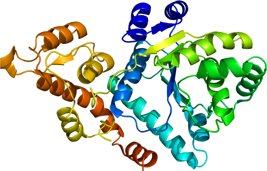 Tyrosyl Trna Synthetases Clipart - Full Size Clipart (#1666686 ...