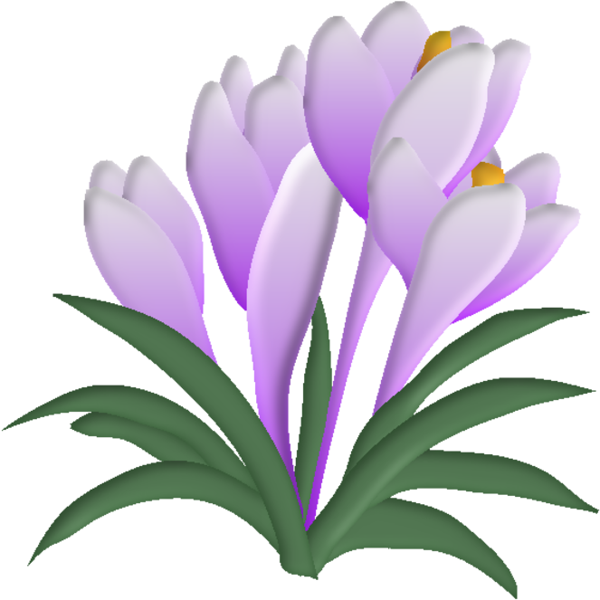 Crocus1 - Drawing Clipart - Full Size Clipart (#1677420) - PinClipart