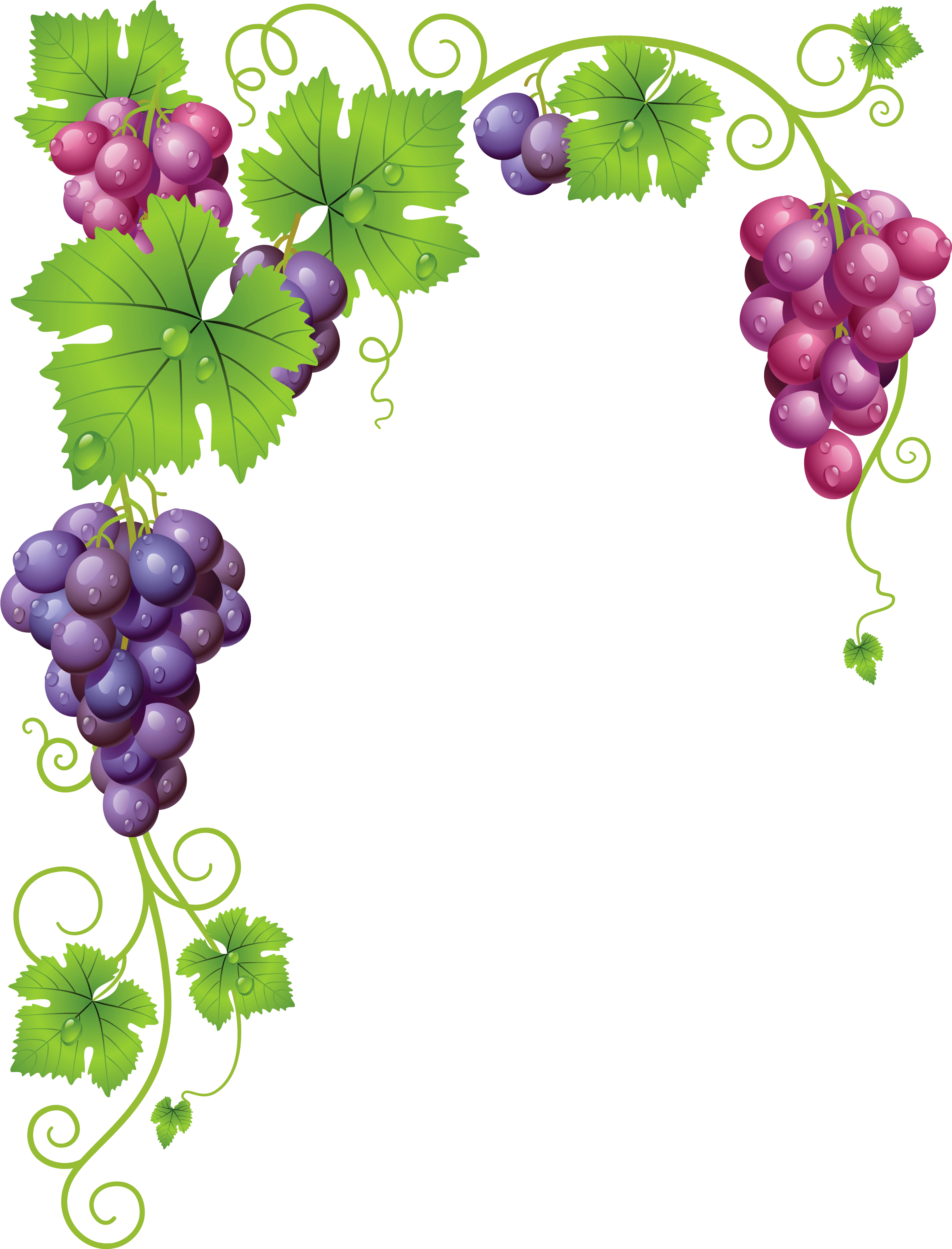 Download Grape Vine Clipart Png - Grape Vine Frame Transparent Png ...