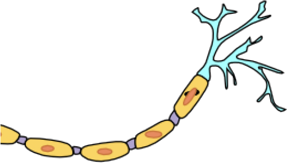Neuron Clipart Animated - Motor Neuron Not Labeled - Png Download ...
