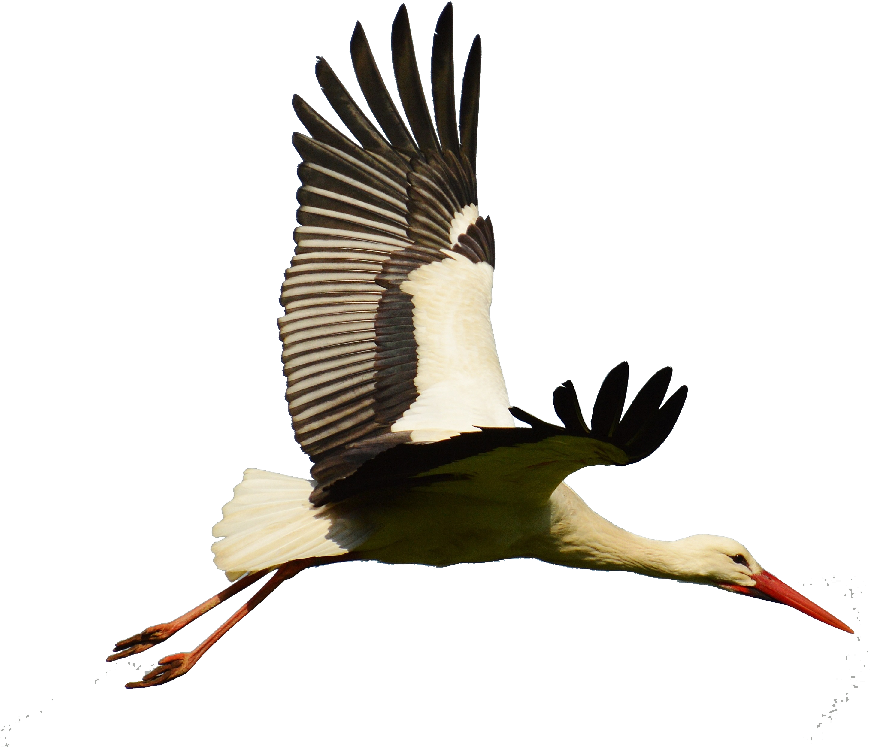 Download White Bird Flight Flying - Stork Flying Png Clipart (#1781577 ...