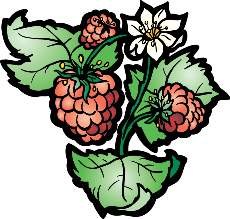 Vines Clipart Raspberry - Clip Art - Png Download - Full Size Clipart ...