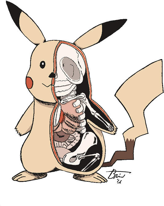 Pikachu Anatomy Clipart - Full Size Clipart (#1879262) - PinClipart