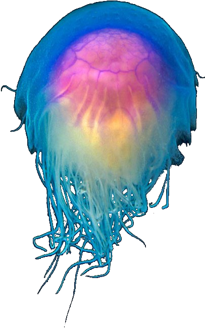 Clipart Transparent Library I Like Weird Things Image - Jelly Fish On ...