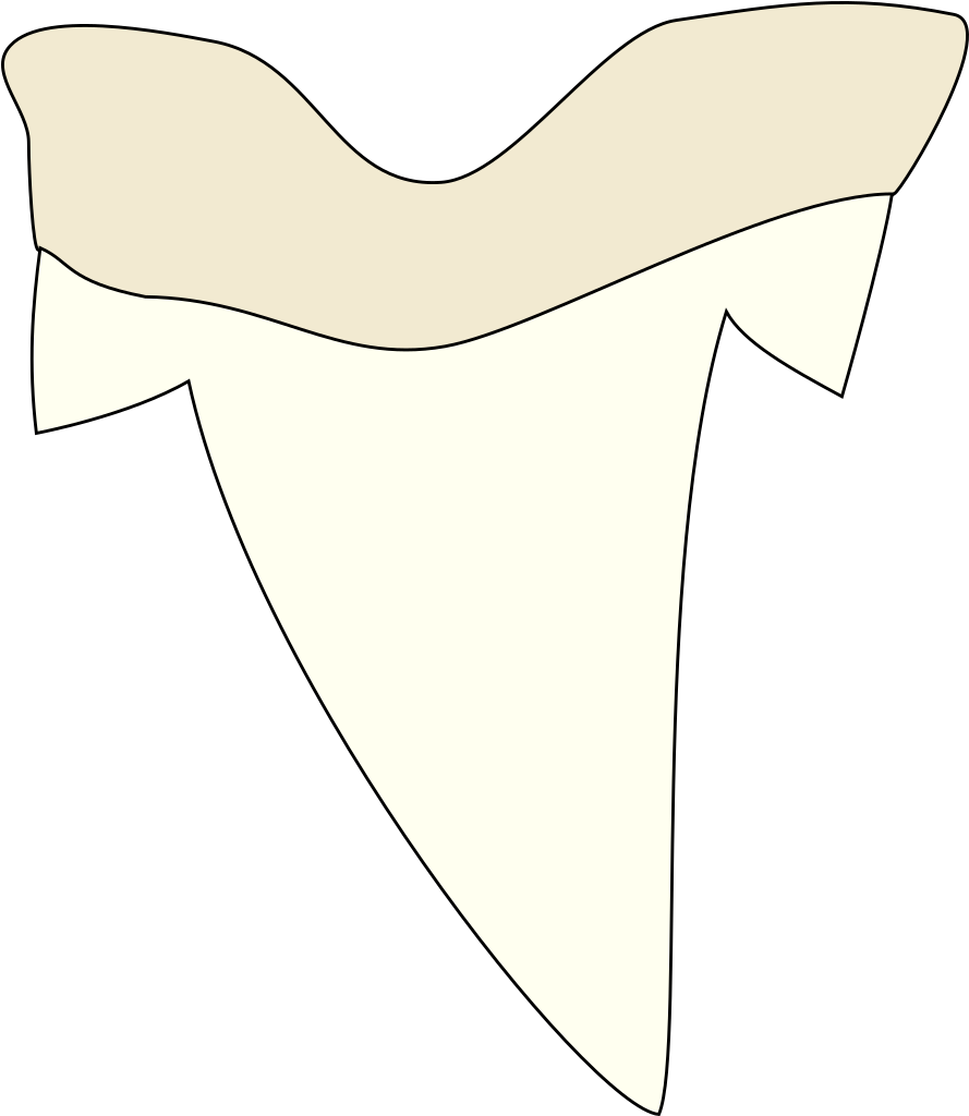 Clipart - Shark Tooth - Simple Shark Tooth Drawing - Png Download ...