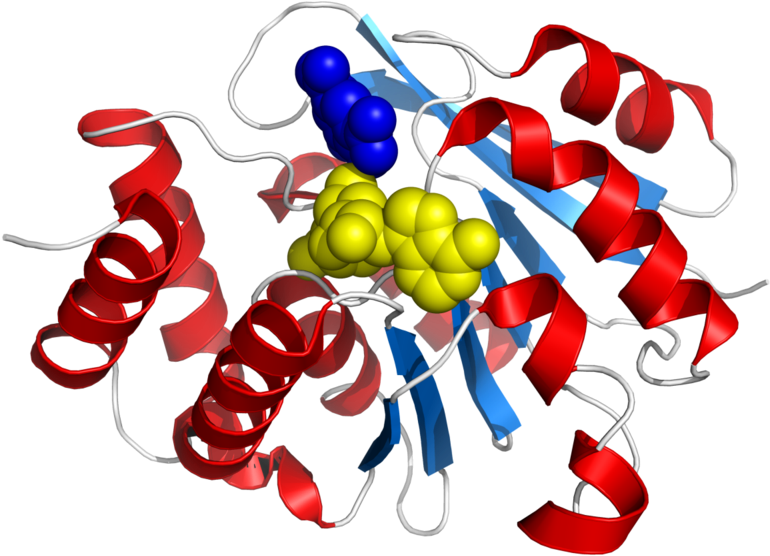 Comt Enzyme Structure - Catechol O Methyltransferase Clipart - Full ...