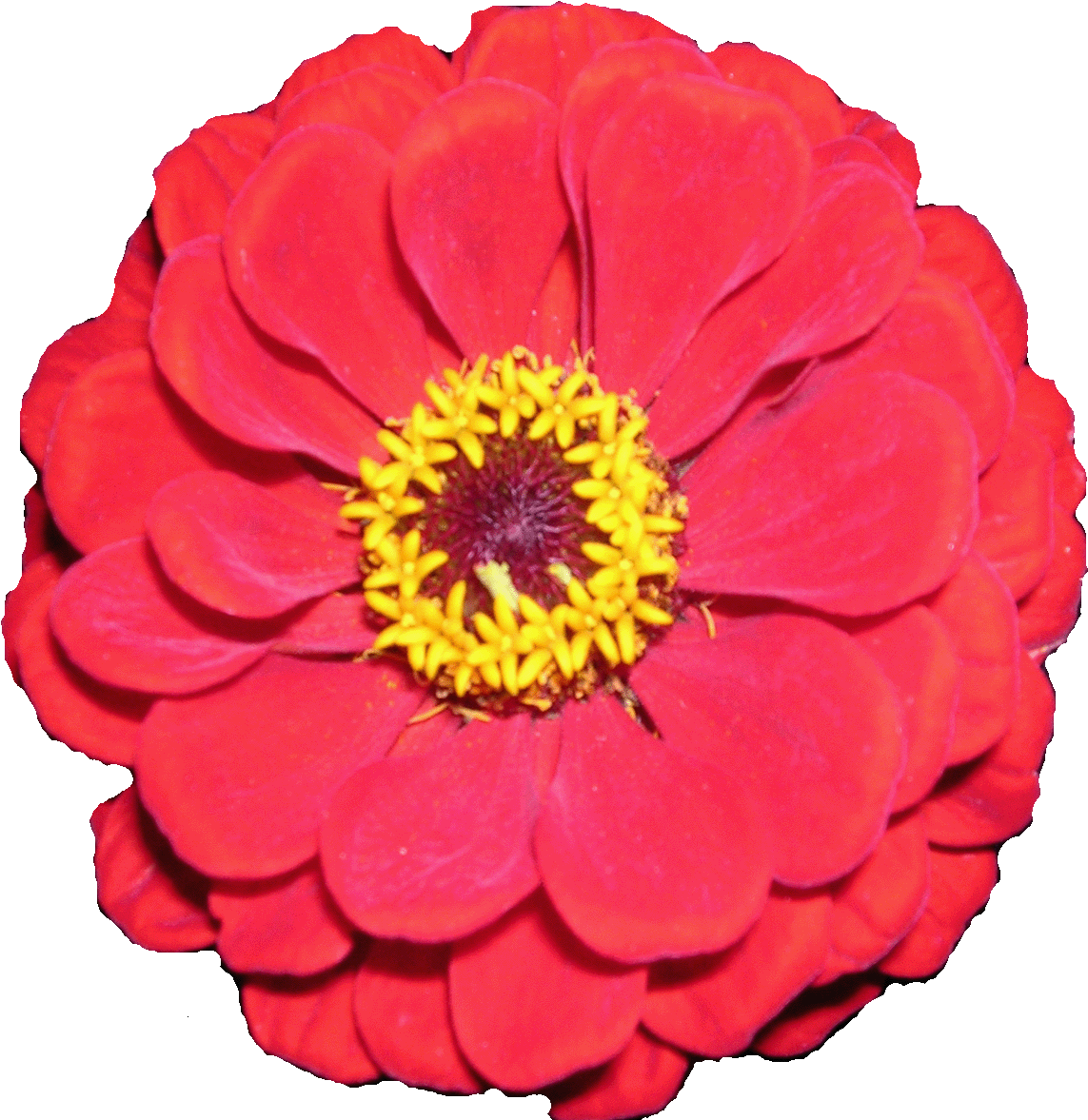 Flowers For Free Flower Clip Art Images - Flower Animation - Png ...